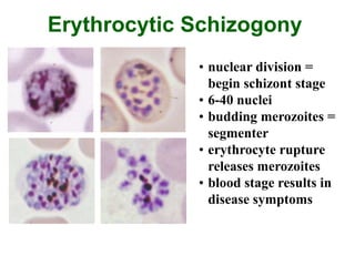 Plasmodium structure and life cycle | PPT
