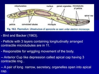 Plasmodium structure and life cycle | PPT