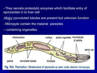 Plasmodium structure and life cycle | PPT