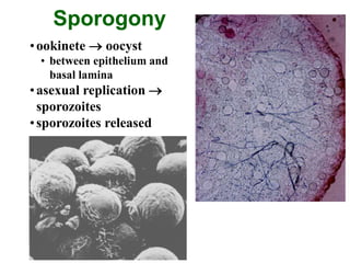Plasmodium structure and life cycle | PPT