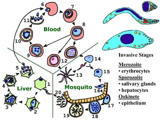 Plasmodium Structure