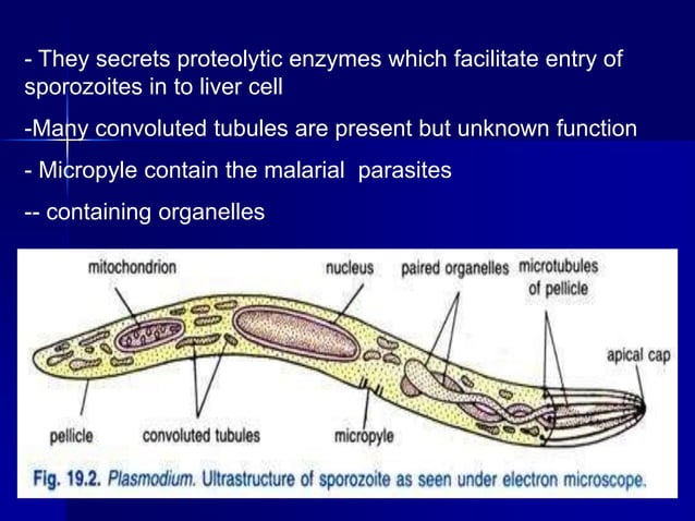 Plasmodium structure and life cycle