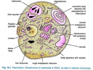 Plasmodium structure and life cycle | PPT