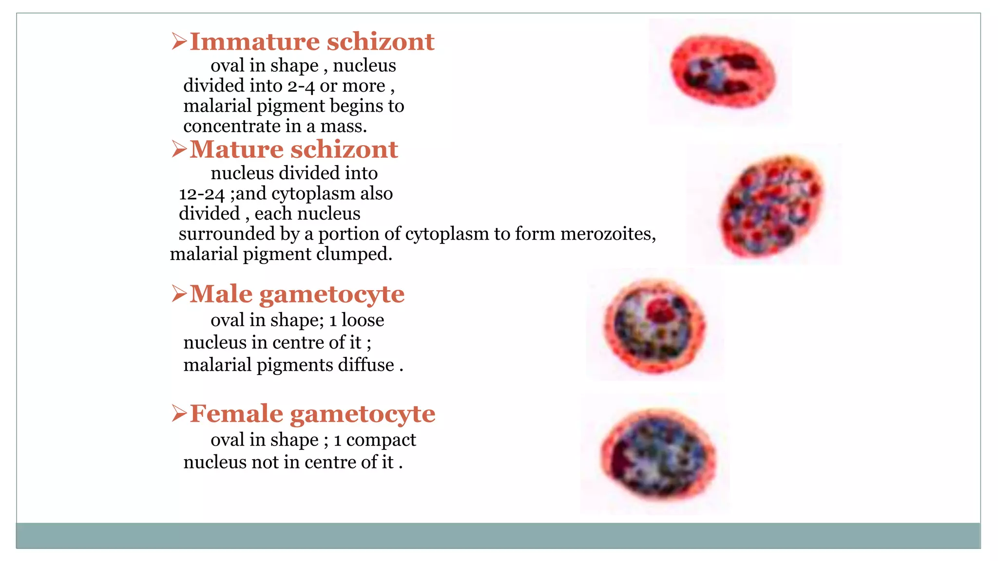 Plasmodium vivax m | PPTX