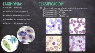 plasmodium y la enfermedad de la malaria.pdf