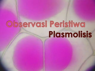 Plasmolisis | PPTX
