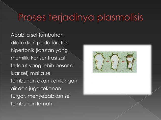 Plasmolisis | PPT