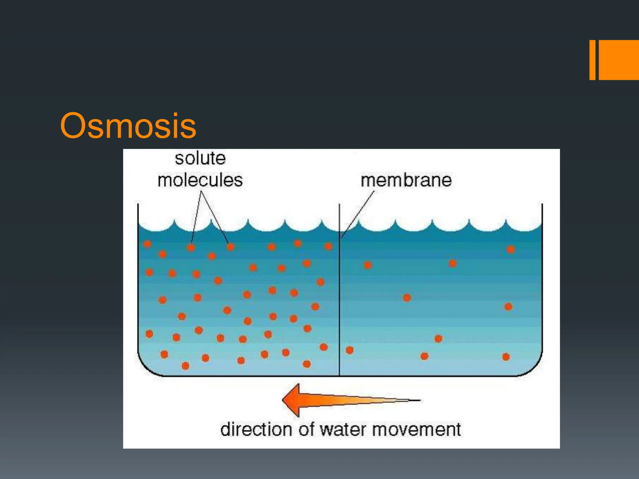 PLASMOLISIS DAN TRANSPOR AKTIF PADA SEL.pptx