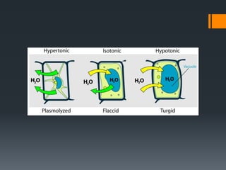 PLASMOLISIS DAN TRANSPOR AKTIF PADA SEL.pptx