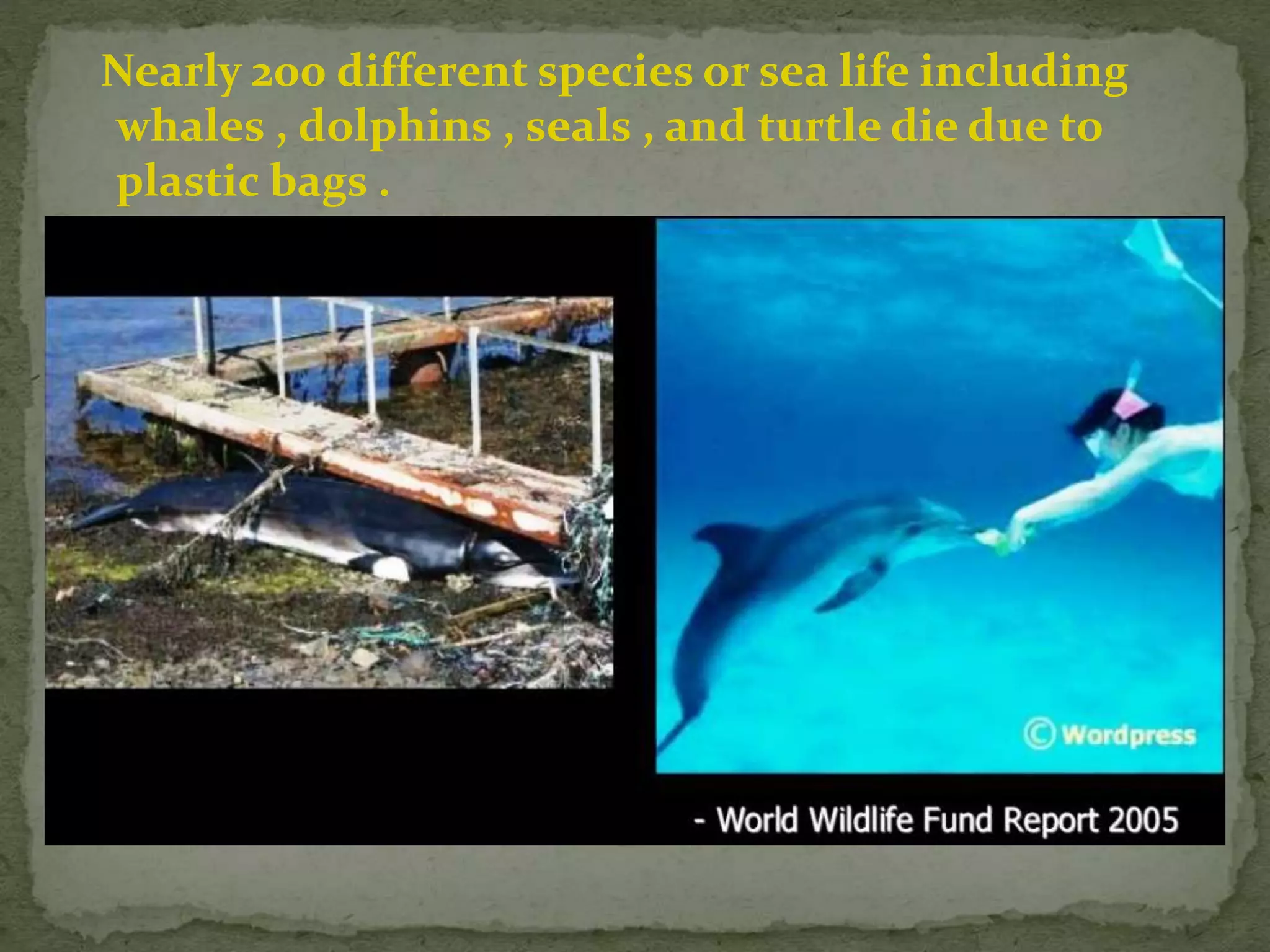 Plastic bag effects on environment | PPTX