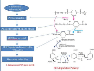 Plastic eating bacteria | PPTX