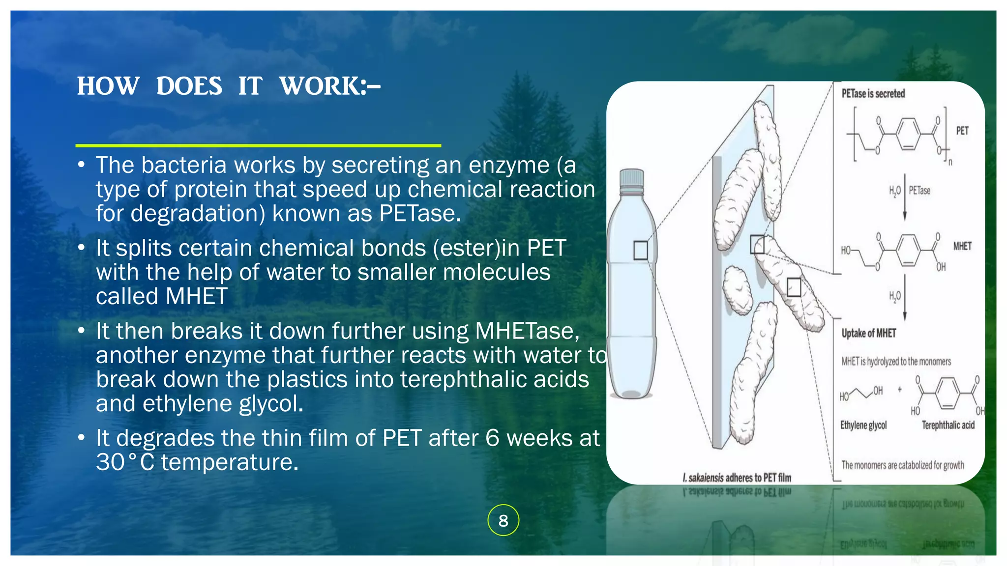Plastic eating bacteria | PDF
