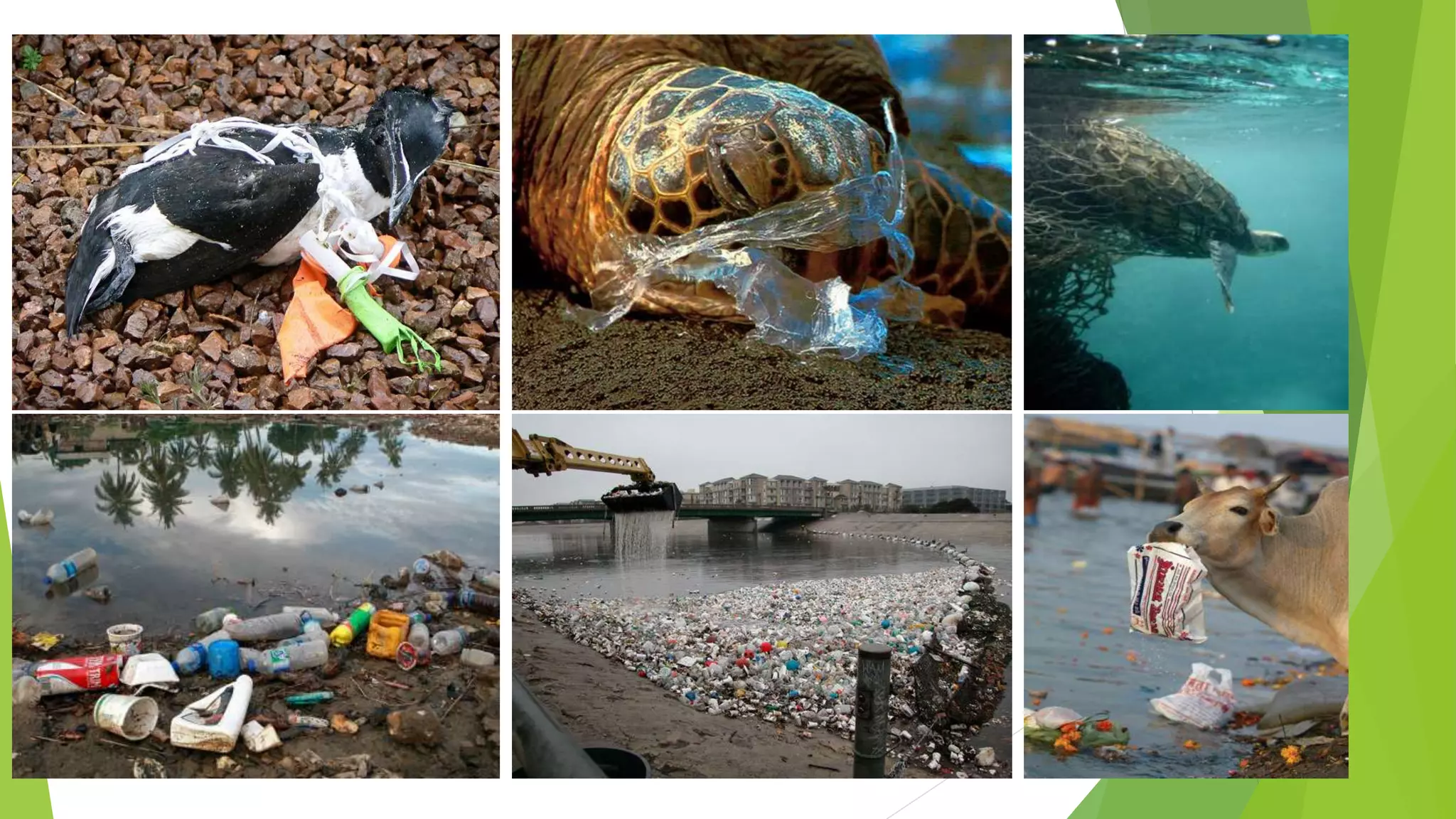 Plastic eating bacteria | PPTX