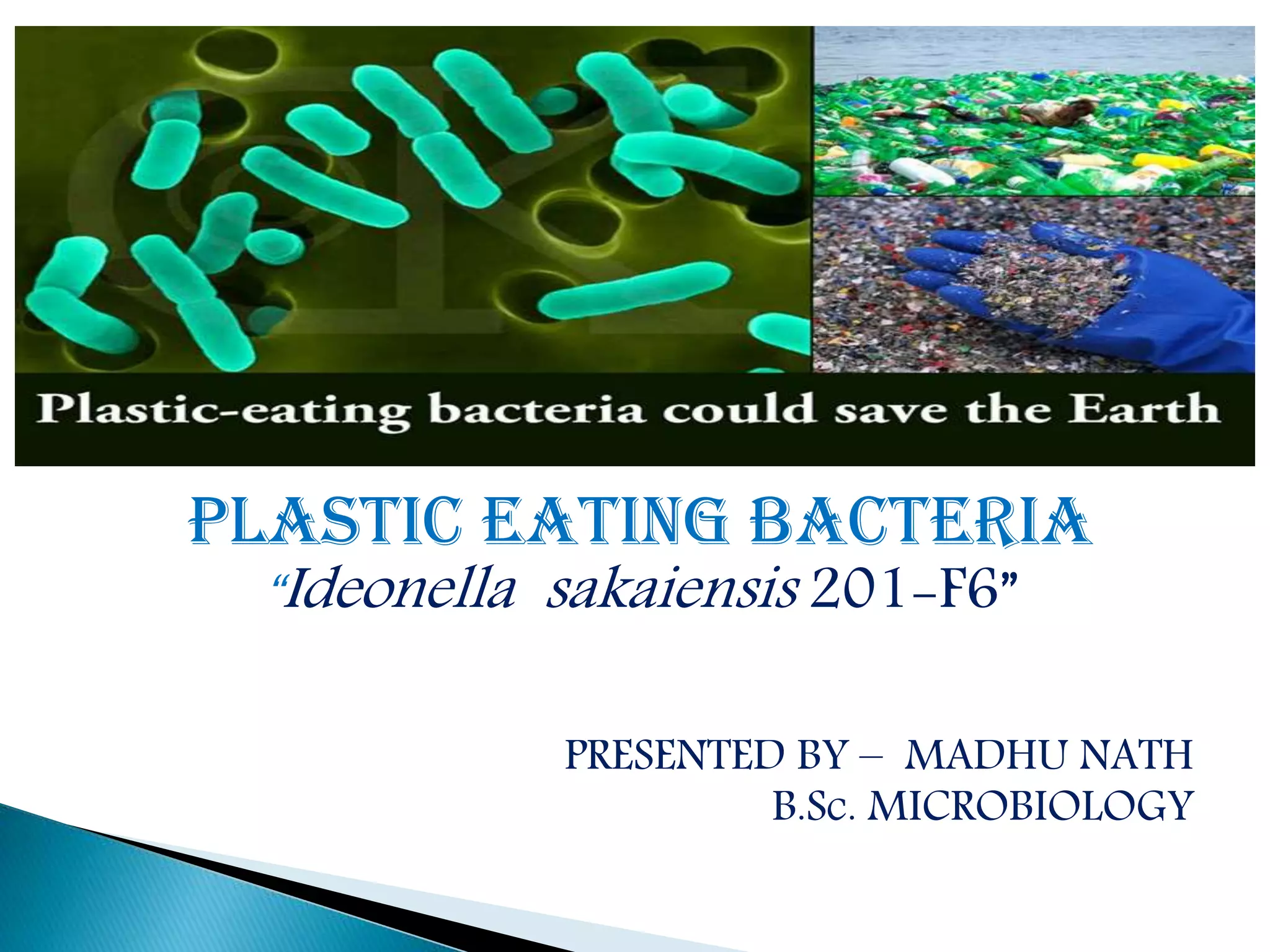 Plastic eating bacterium | PPTX | Chemistry | Science