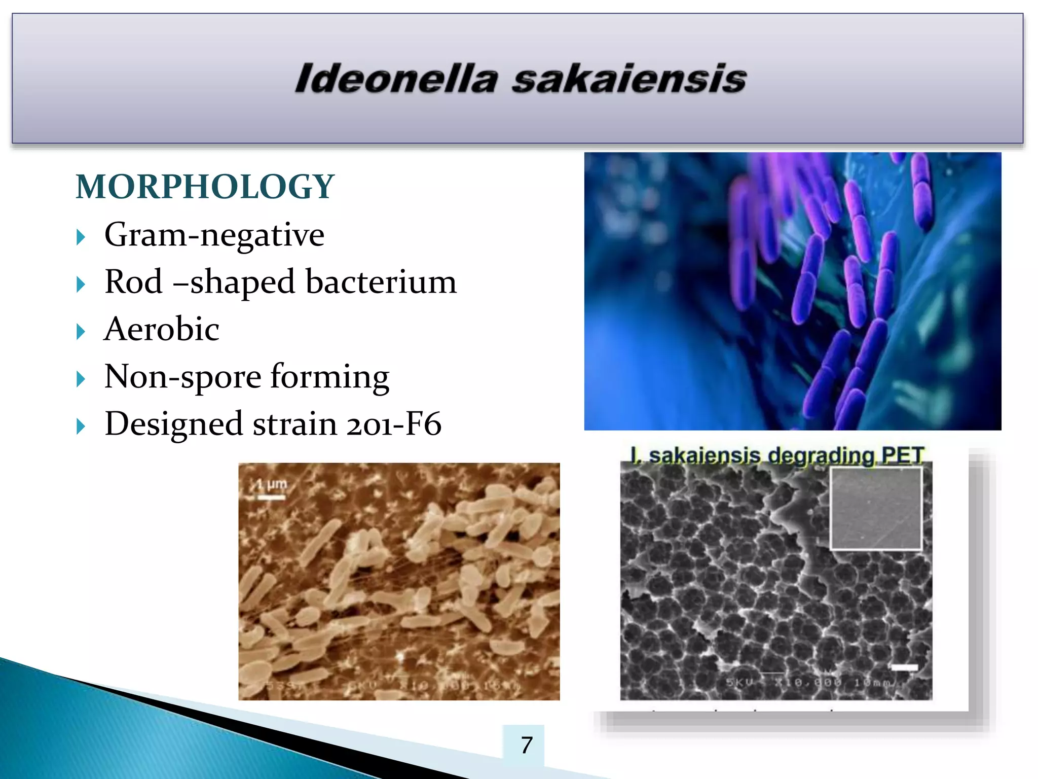 Plastic eating bacterium | PPT