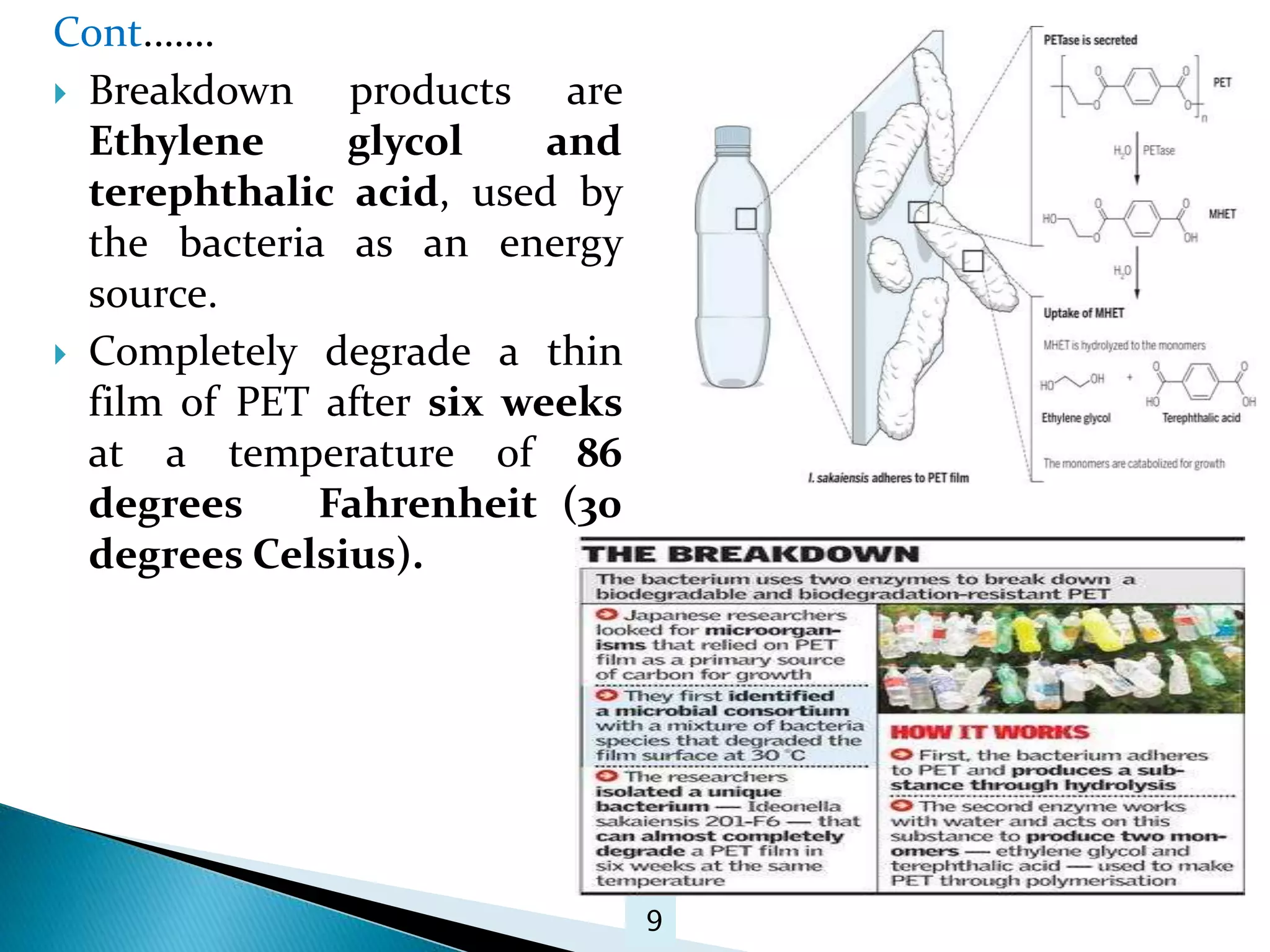 Plastic eating bacterium | PPTX | Chemistry | Science