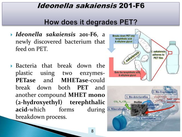 Plastic eating bacterium | PPTX | Chemistry | Science