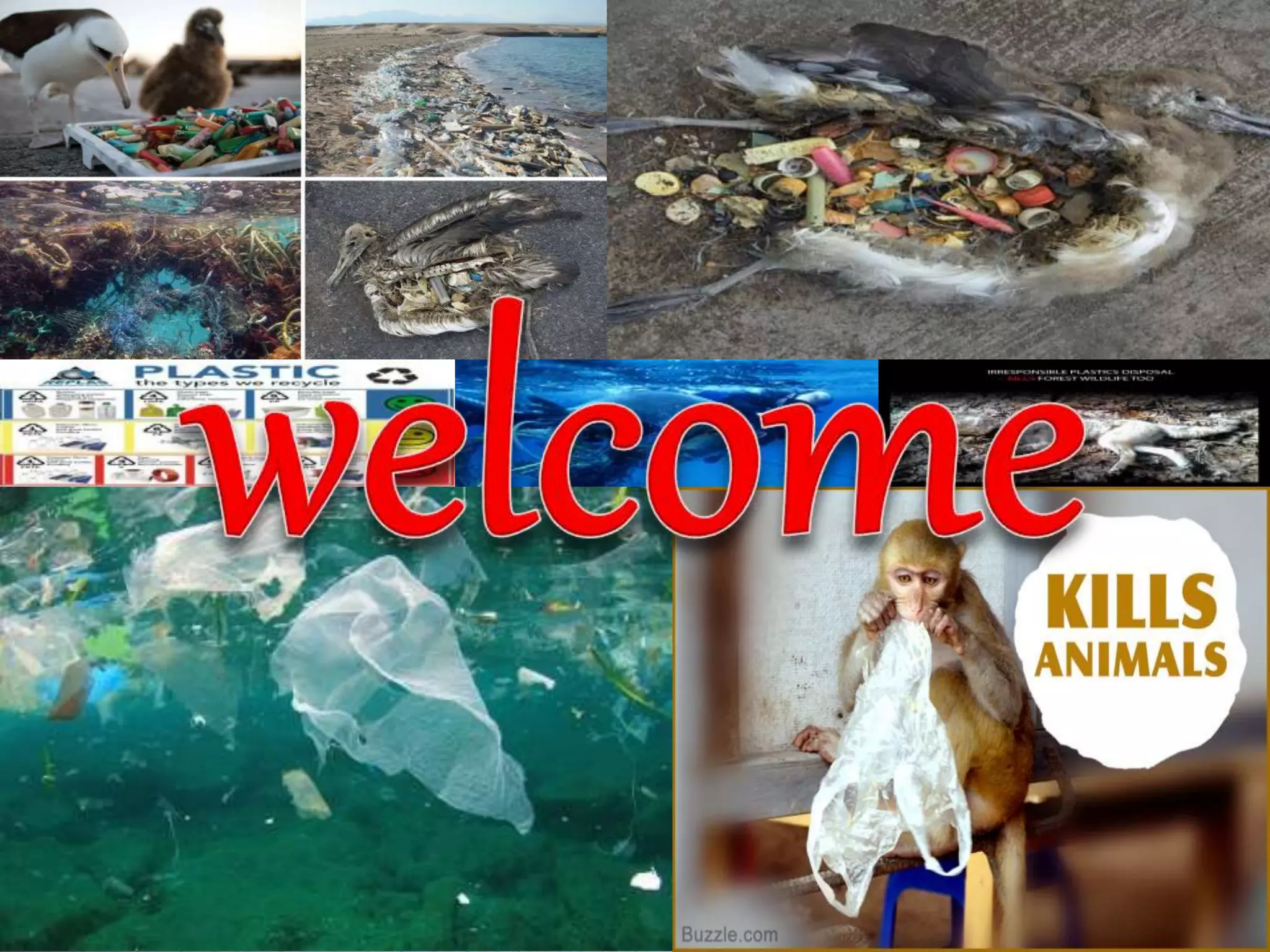 Plastic effect on humans and animal | PPTX