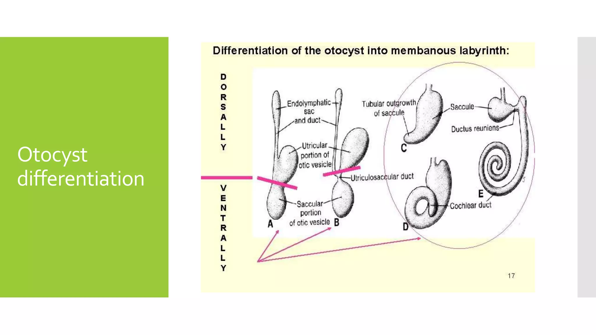 Auditory system Plasticity | PPTX