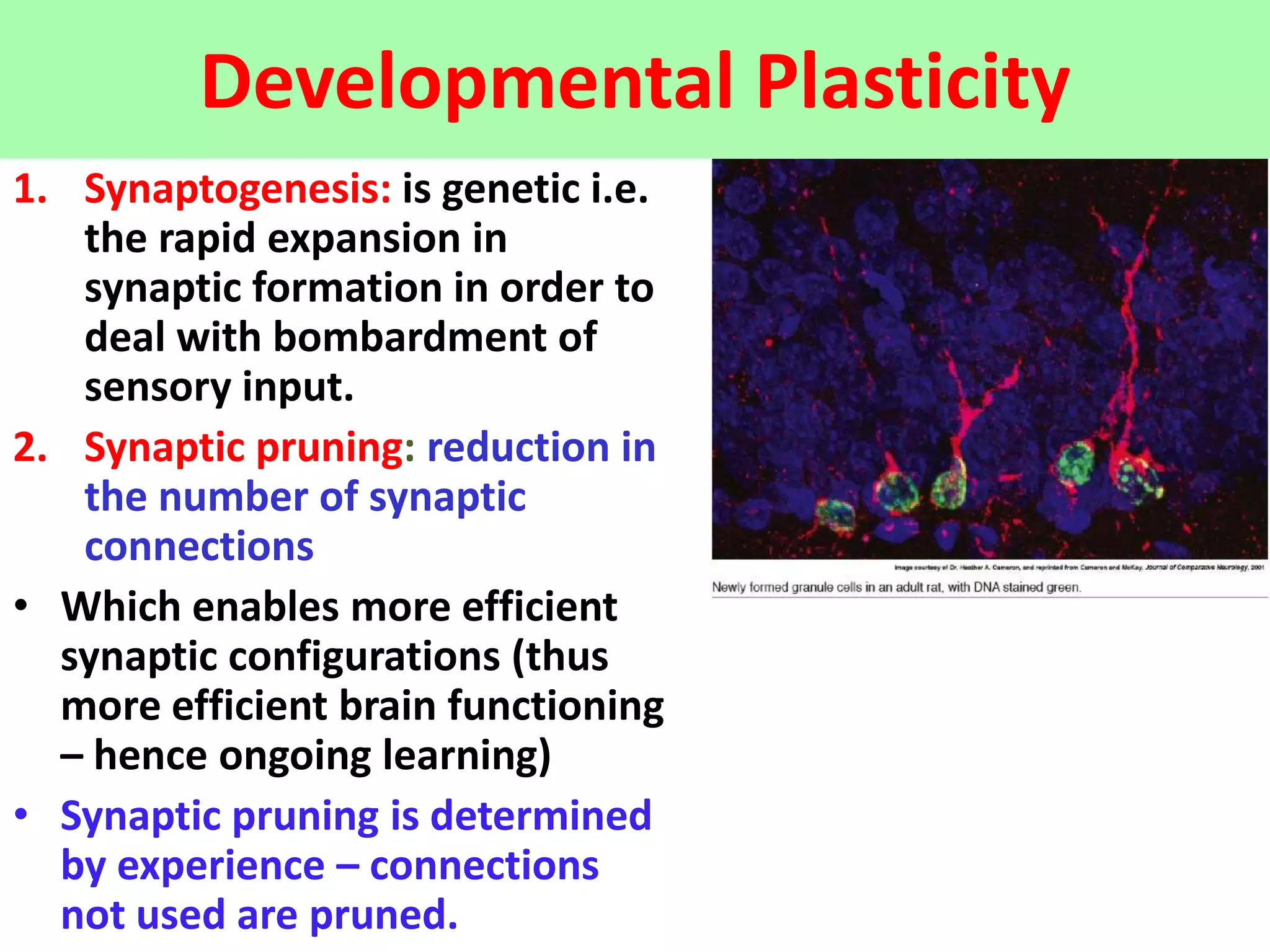 Plasticity of the brain - VCE U4 Psychology | PPTX