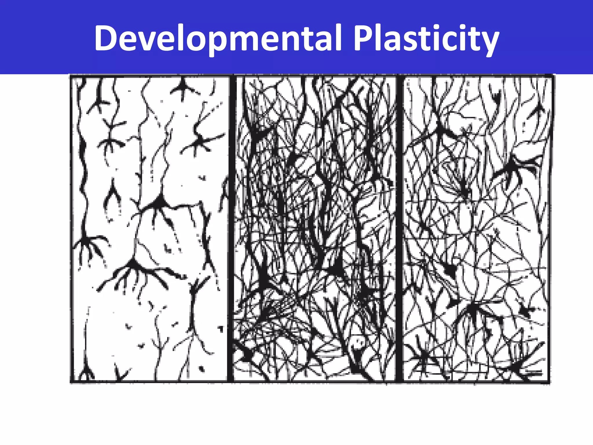 Plasticity of the brain - VCE U4 Psychology | PPTX