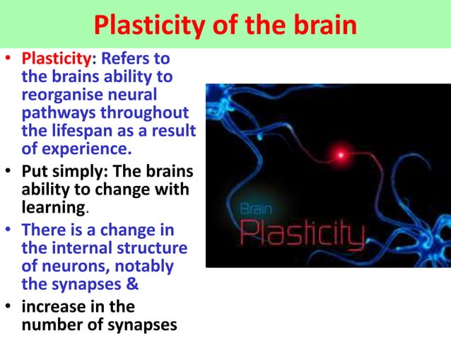 Plasticity of the brain - VCE U4 Psychology | PPT