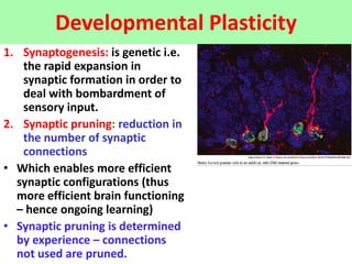 Plasticity of the brain - VCE U4 Psychology | PPT