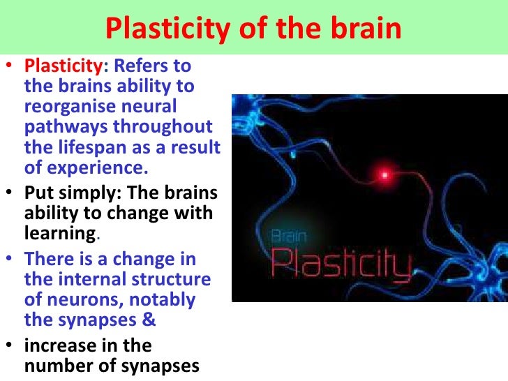 Plasticity of the brain - VCE U4 Psychology