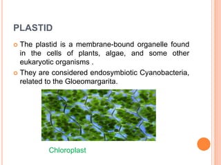 Plastid engineering | PPTX | Agriculture | Industries