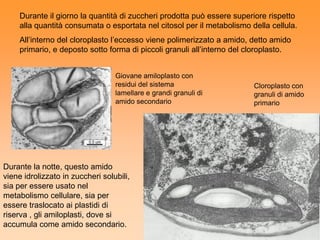 Plastidi, fotosintesi! | PPT