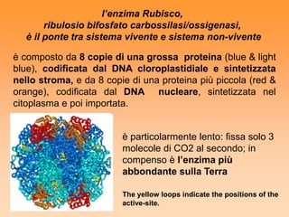 Plastidi, fotosintesi! | PDF | Science