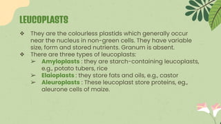 Plastid presentation | PDF