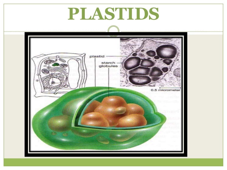 Plastids