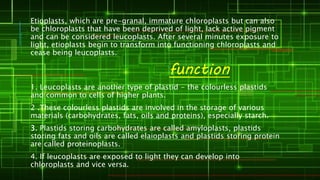 Plastids presentation biology | PPTX
