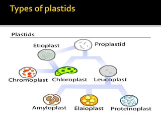 Plastids | PPT