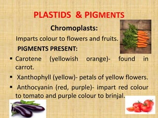 PLASTIDS | PPTX | Gardening | Home & Garden