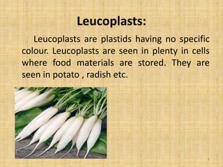 PLASTIDS | PPTX | Gardening | Home & Garden