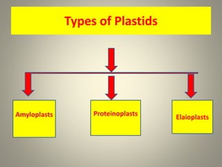 Plastids | PPT