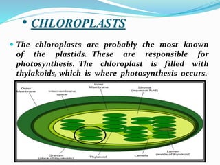 Plastids | PPTX
