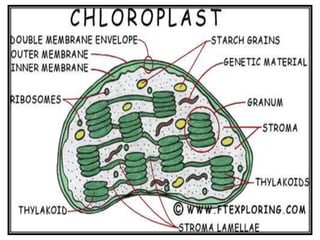 Plastids Diagram Labeled