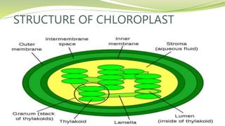Plastids | PPTX