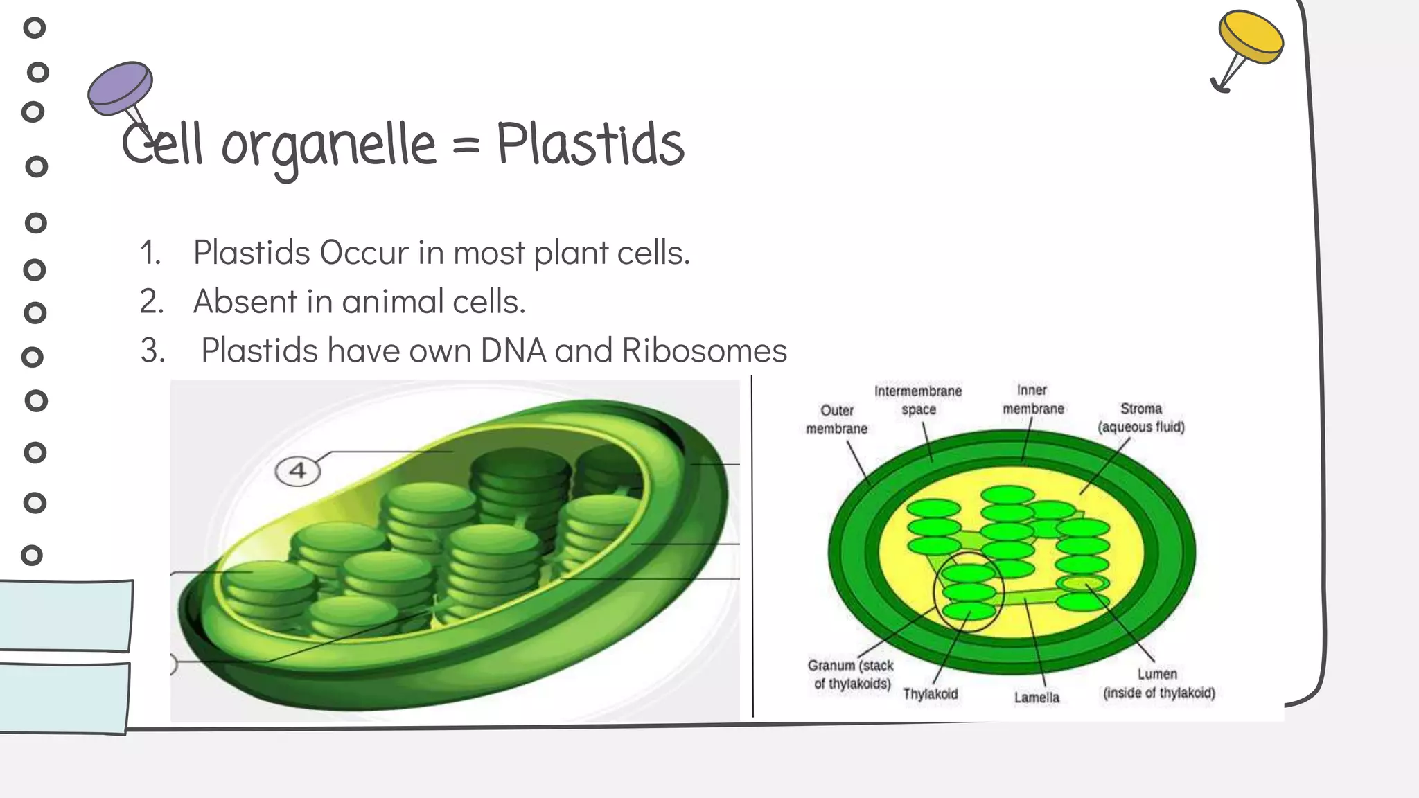 Plastids and its types for class 8th | PPT