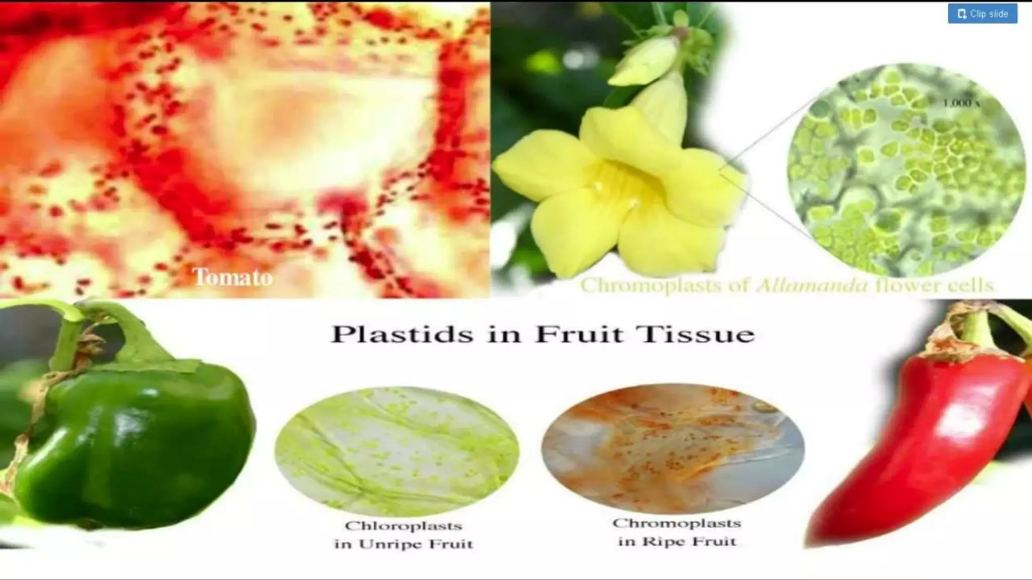 Plastids and its types for class 8th | PPTX