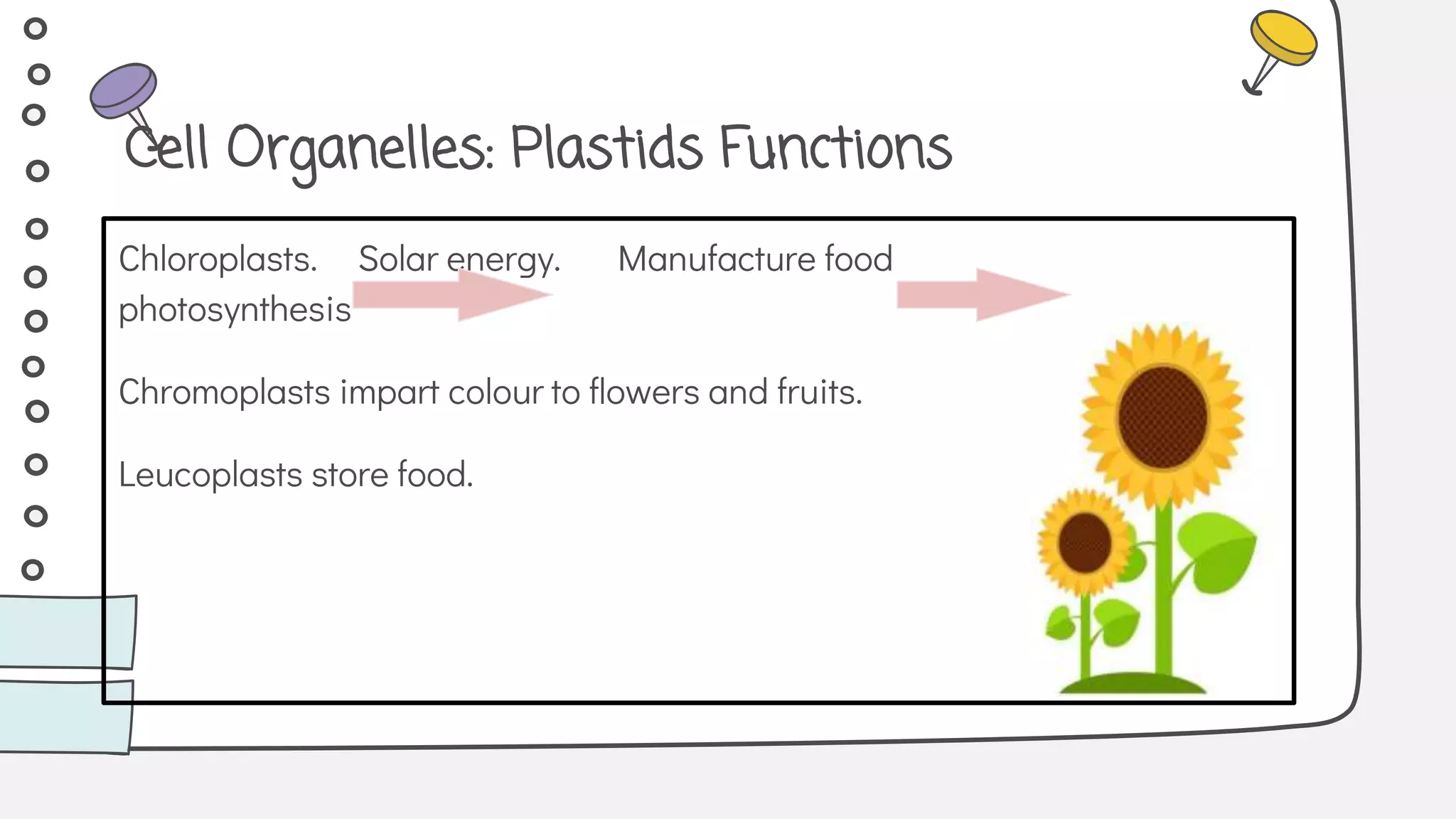 Plastids and its types for class 8th | PPTX