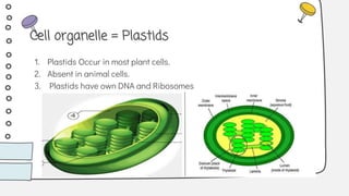 Plastids and its types for class 8th | PPTX