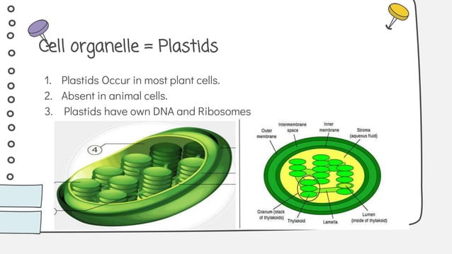 Plastids and its types for class 8th | PPT