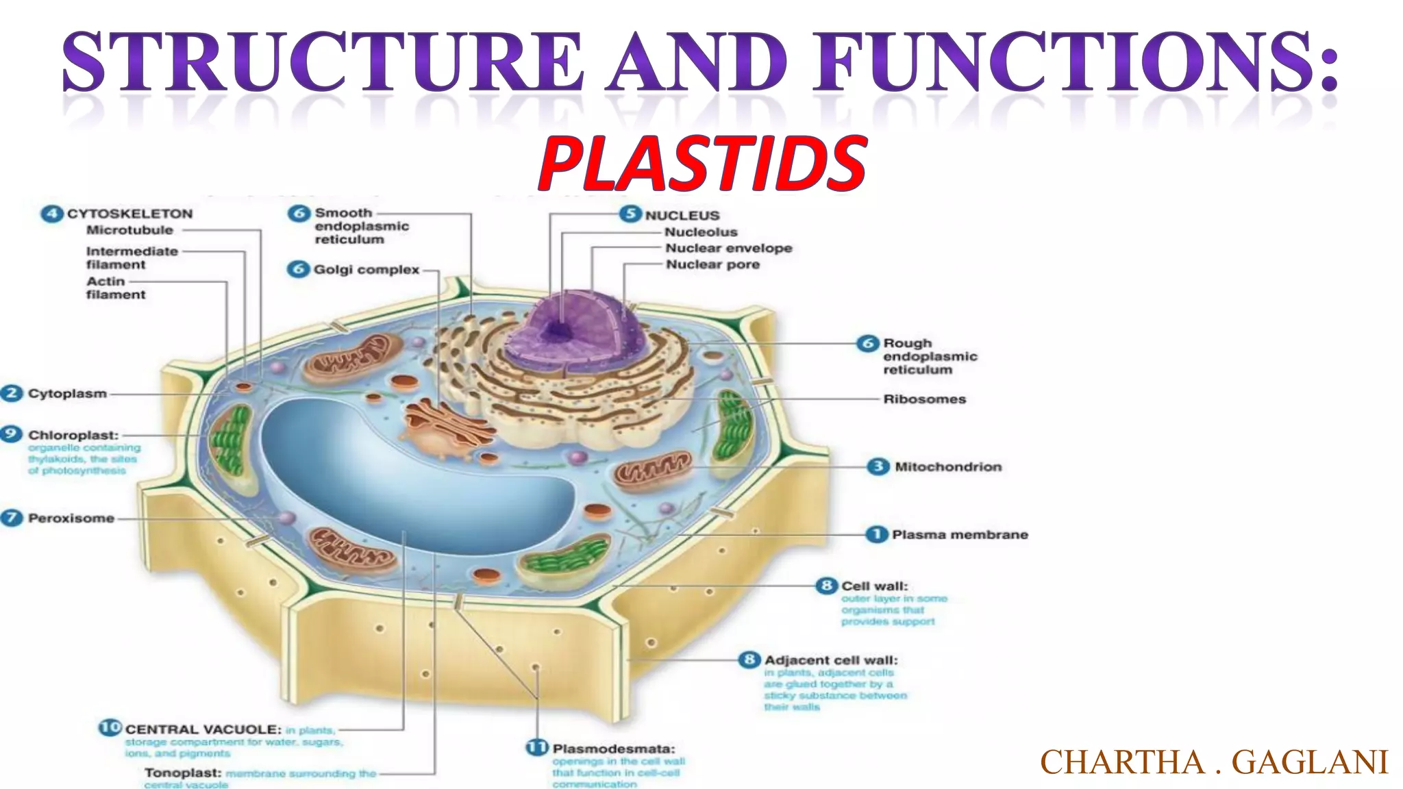 Plastid Types and Functions: Chloroplasts, Chromoplasts, Leucoplasts ...