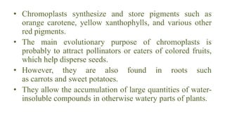 Plastids presentation | PDF