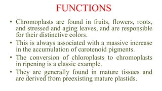 Plastids presentation | PDF