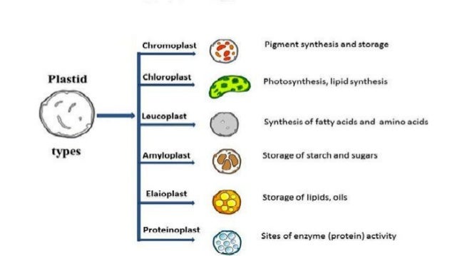 Plastids presentation